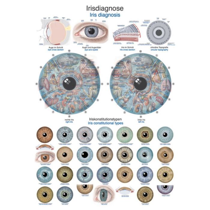Chart - Iris Diagnosis | Kübler Sport